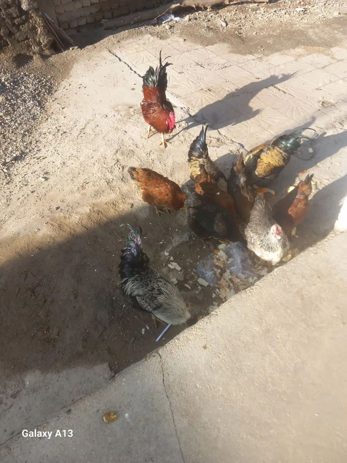 واگذاری مرغ و خروس در زرین دشت (همدان)