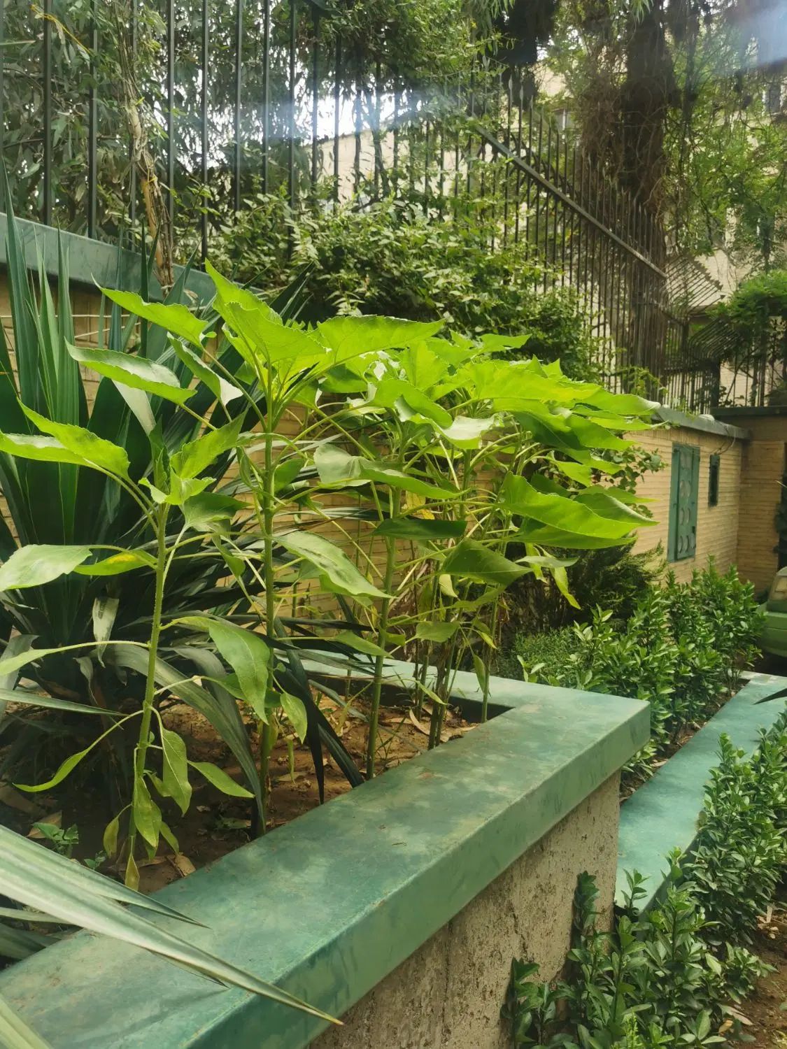 فروش 600 متر کلنگی دو کله در تهران - ۱۷ آبان ۱۴۰۴