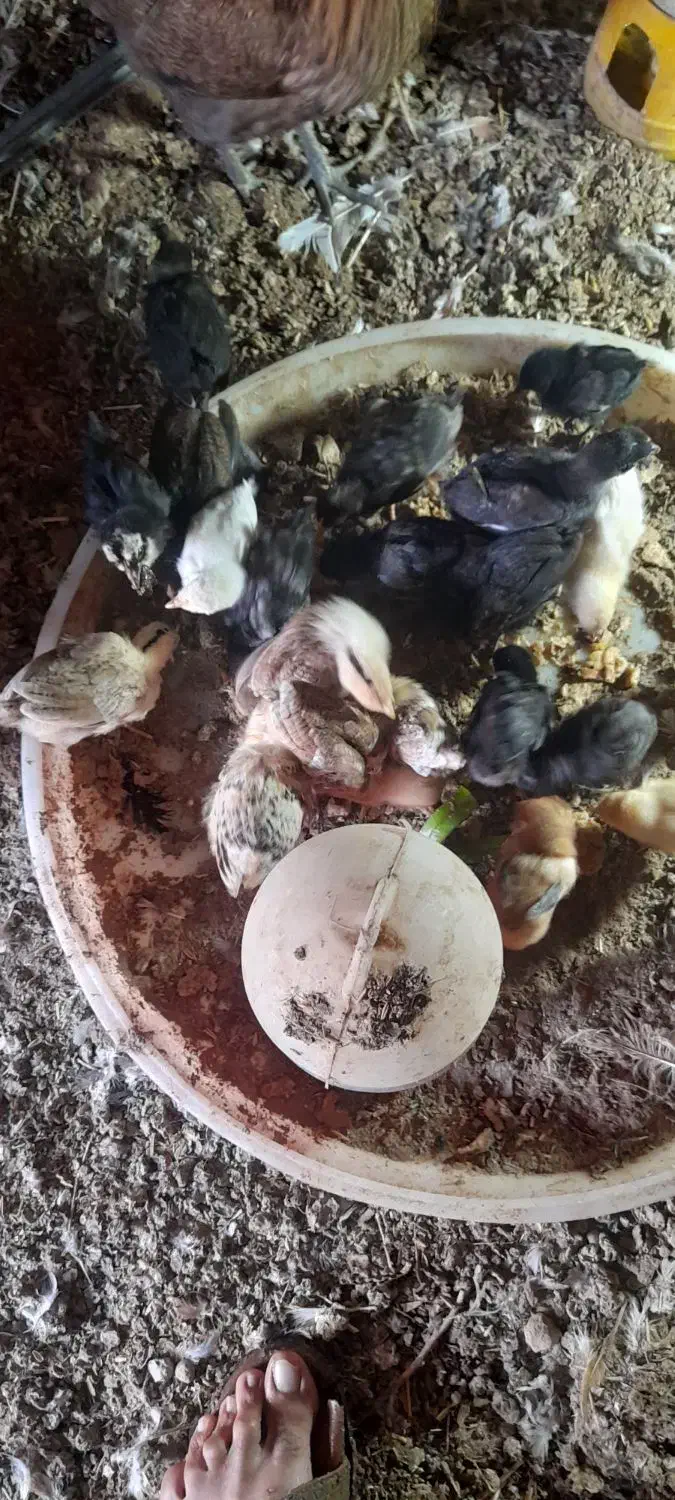 جوجه ومرغ محلی در اهواز