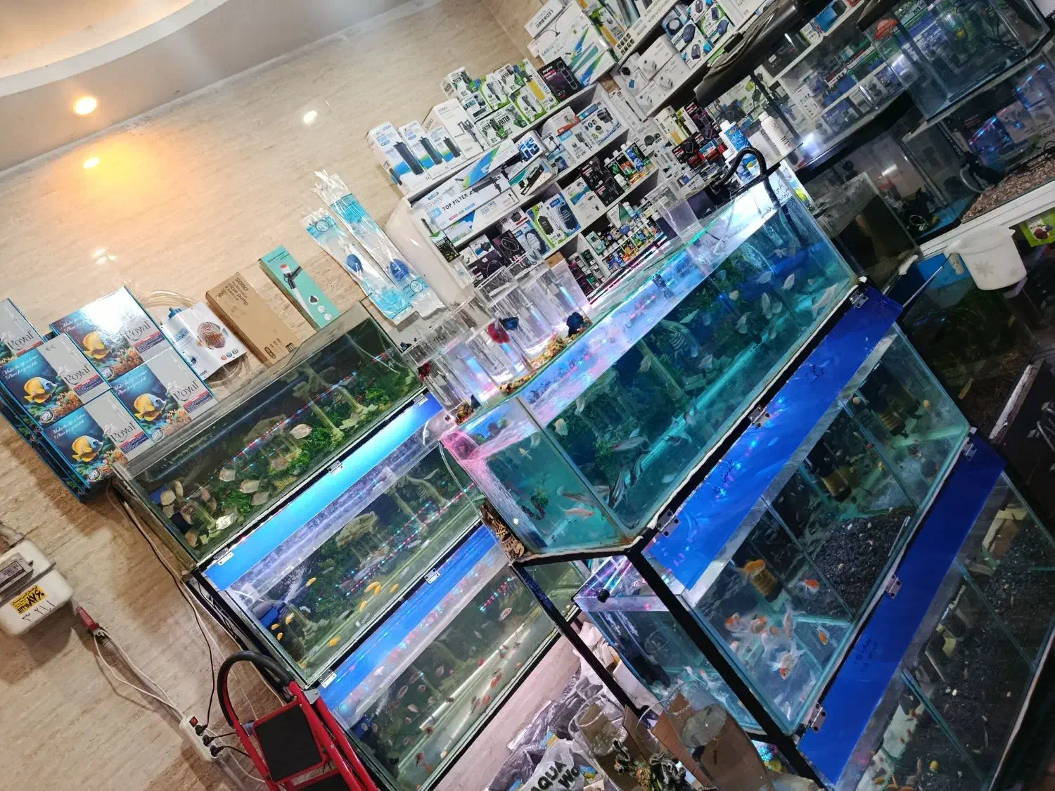 آکواریوم جزیره در رشت