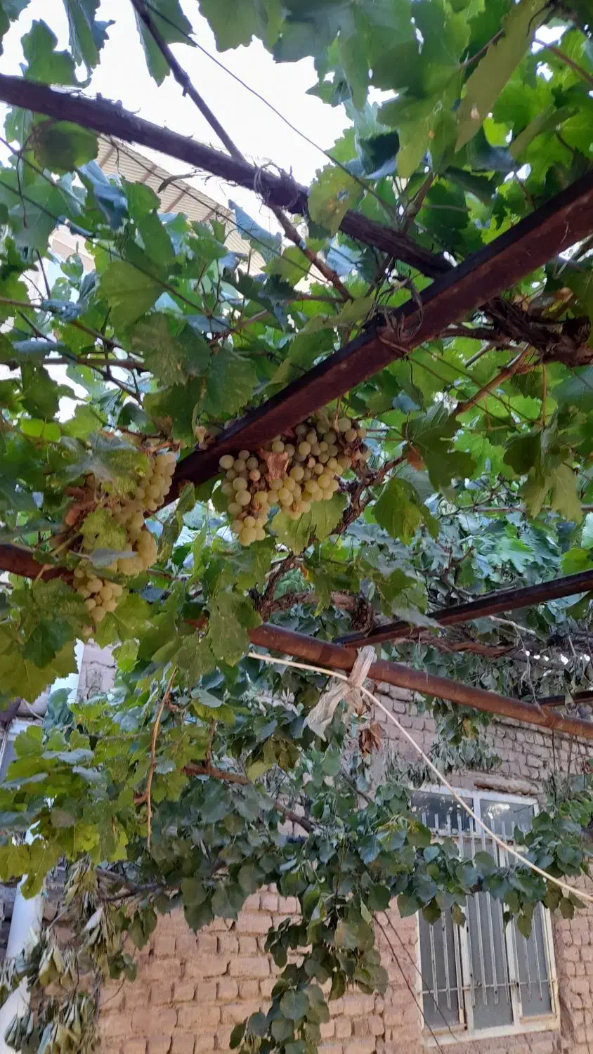 فروش یک باب منزل ویلای در زبرخان - ۹ دی ۱۴۰۴