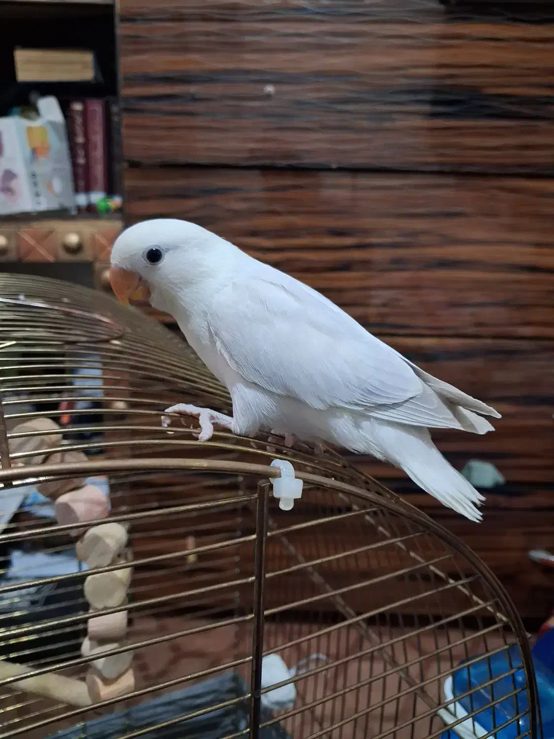 طوطی برزیلی فول دستی و رام در تهران