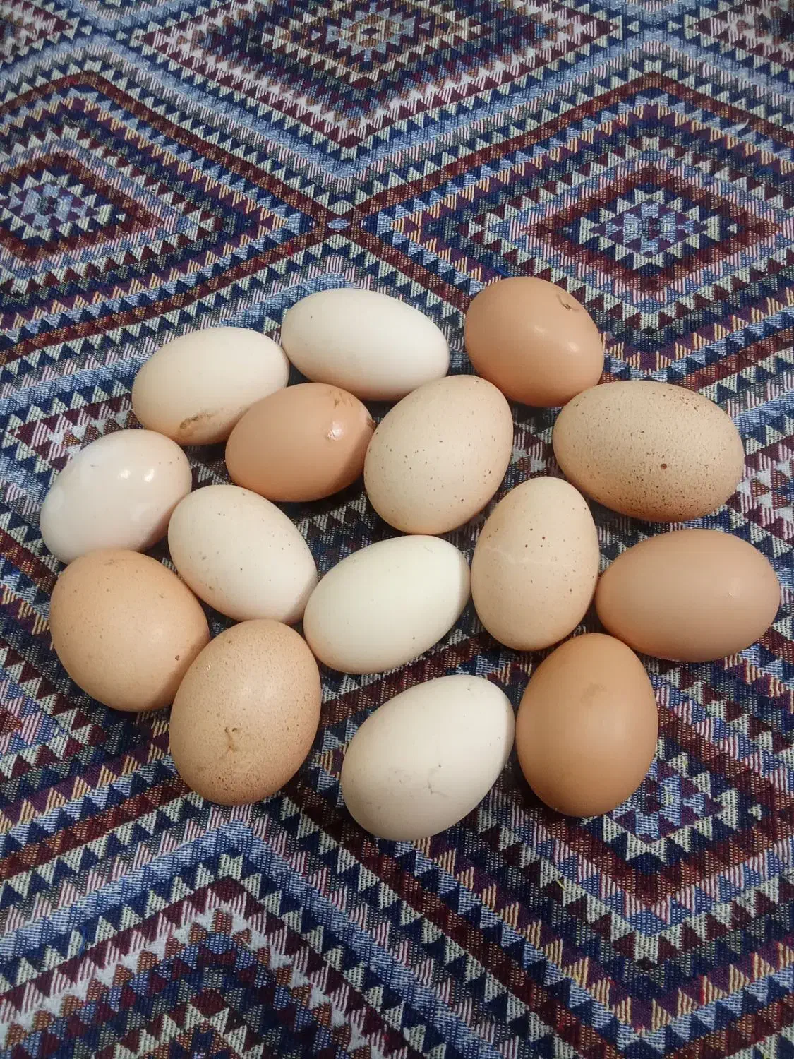 تخم مرغ در بیجار