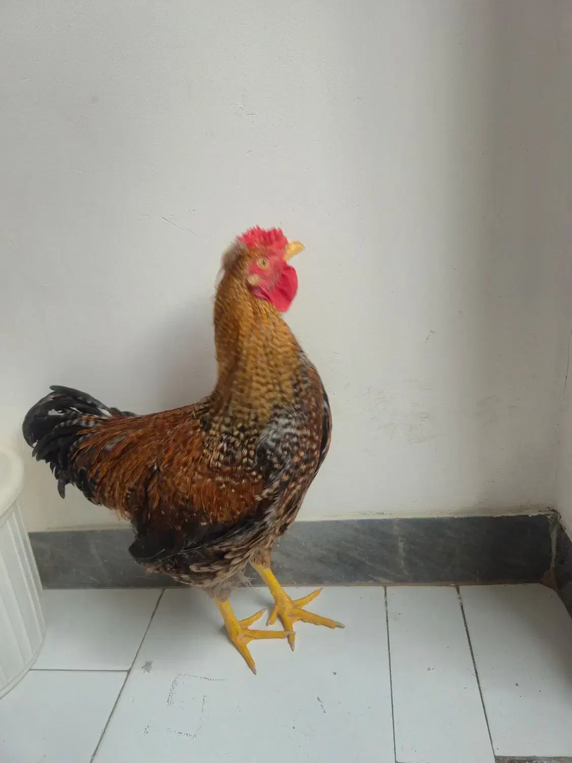 مرغ شاخدار به همراه خروس و مرغ در رشت