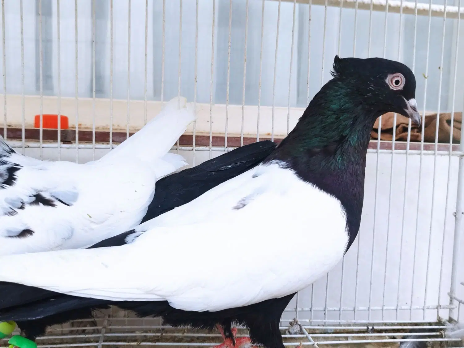 سینه سیاه در نیشابور