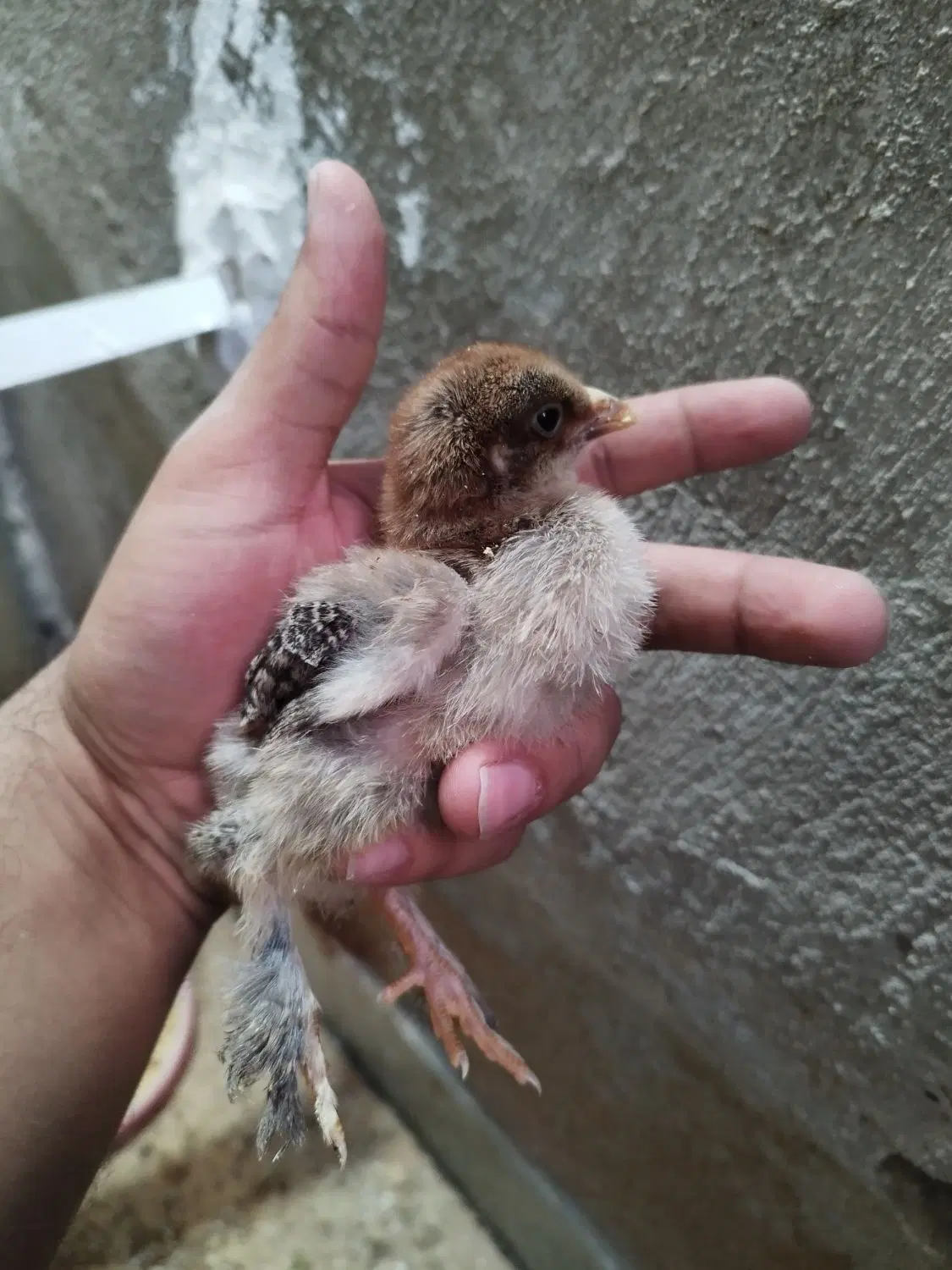جوجه مرغ برهما ، سلطان ، گردن لخت ، کاکلی در کرج