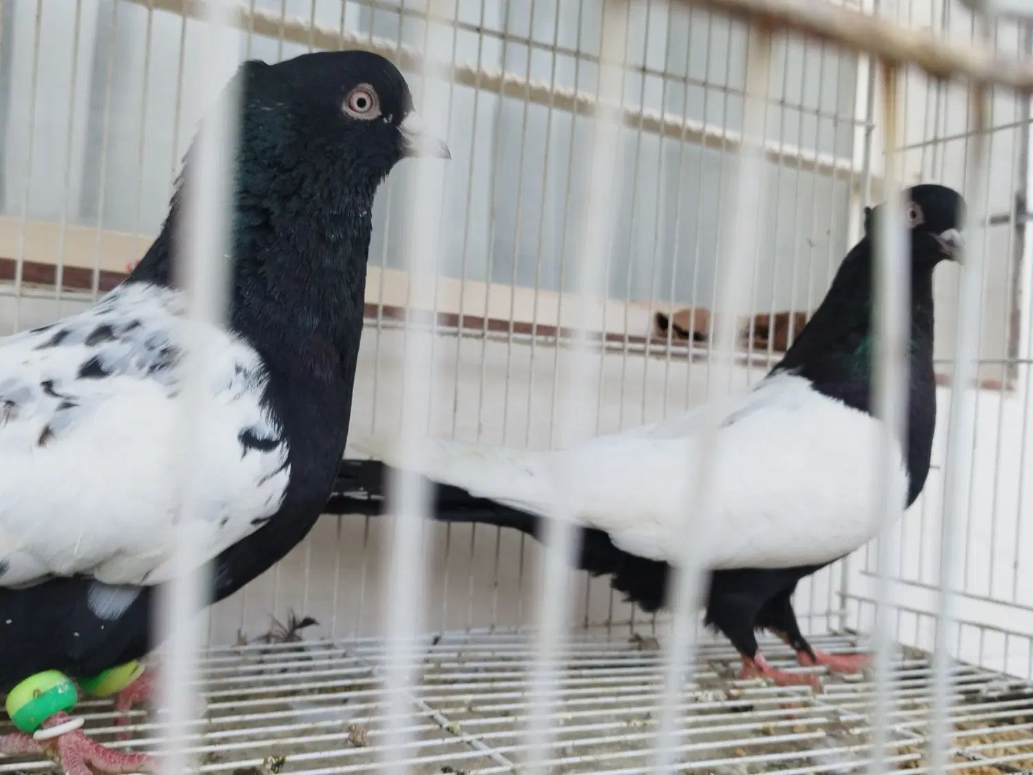 سینه سیاه در نیشابور