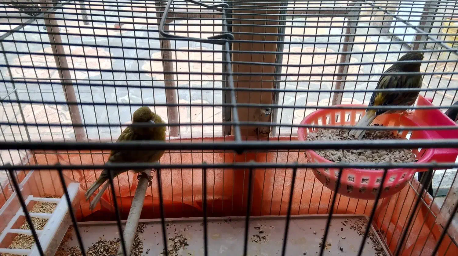 جفت قناری در نقده