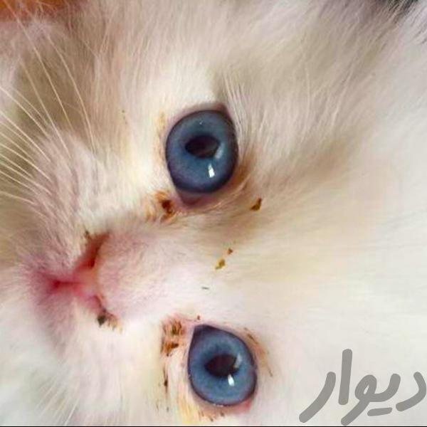 گربه پرشین سفید دال فیس چشم ابی گربه مشهد بلوار الهیه دیوار